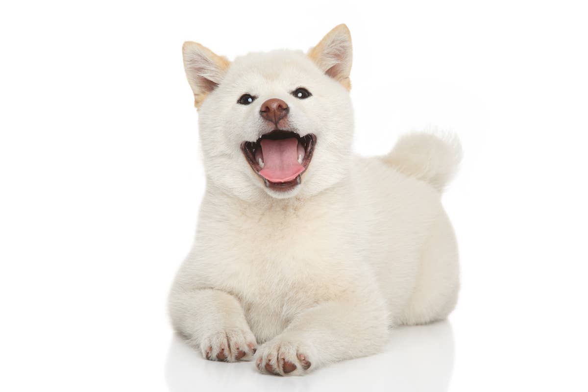 Overdramatic Shiba Inu Cries Like a Cat Whenever Anyone Dares To Touch ...