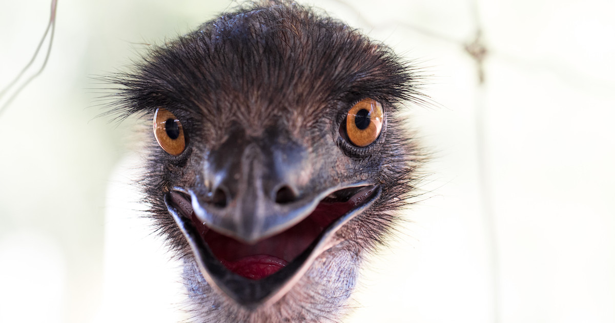 Emu Chick Falls in Love with Akita Bestie, and We’re Obsessed with ...