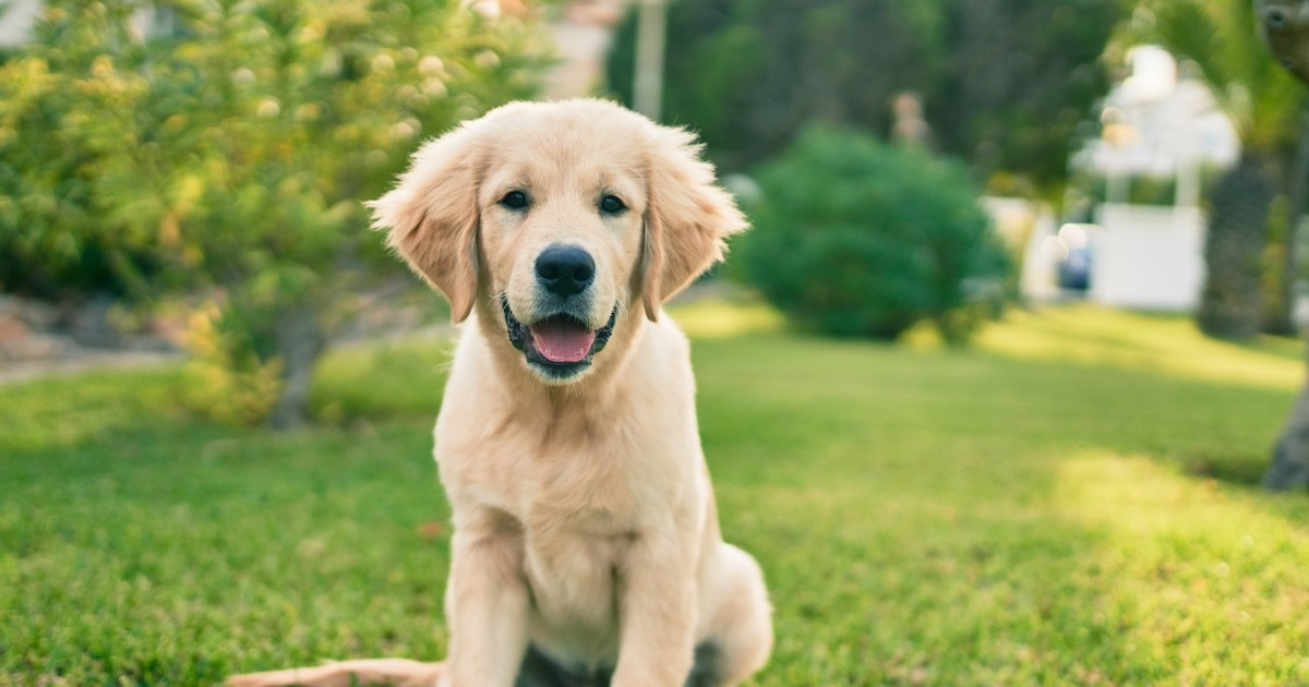 Golden Retriever Puppy’s Refusal to Leave the Trampoline Is Peak ...