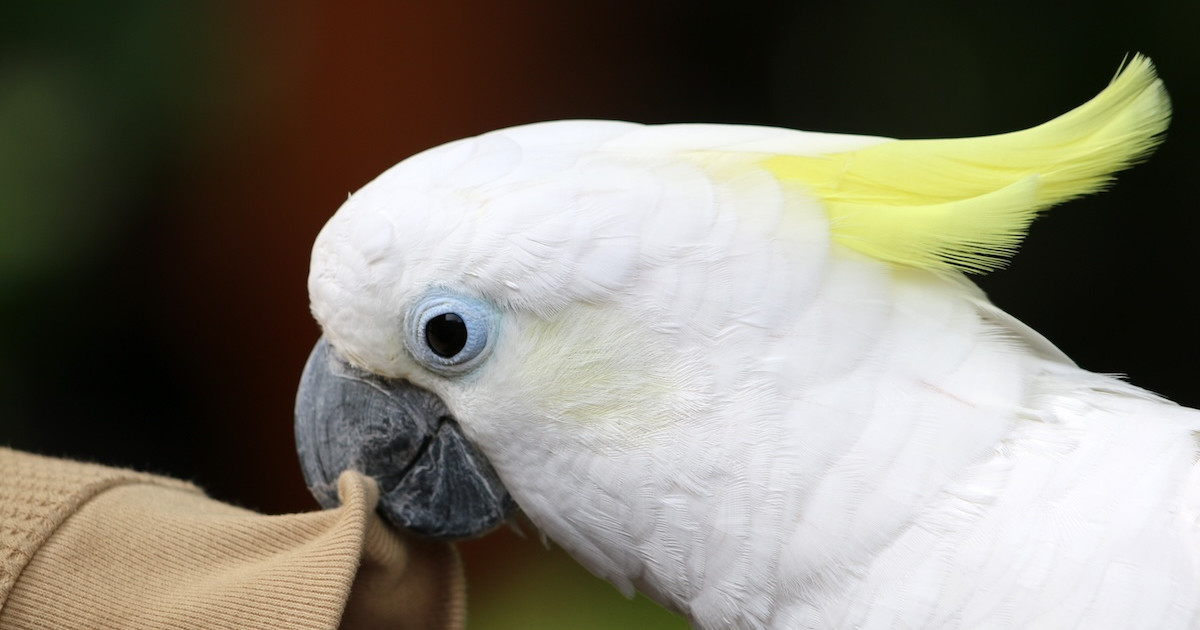 Cockatoo Acting Like 'Possessed Demon Chicken' Is Cracking Everyone Up ...