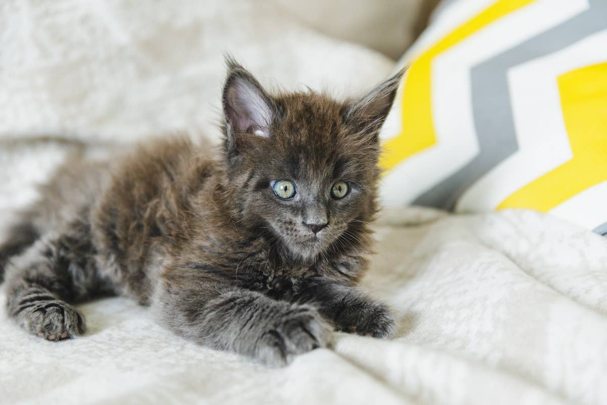 2-Week-Old Maine Coon Kitten's Humongous Toe Beans Are Enough to Make ...