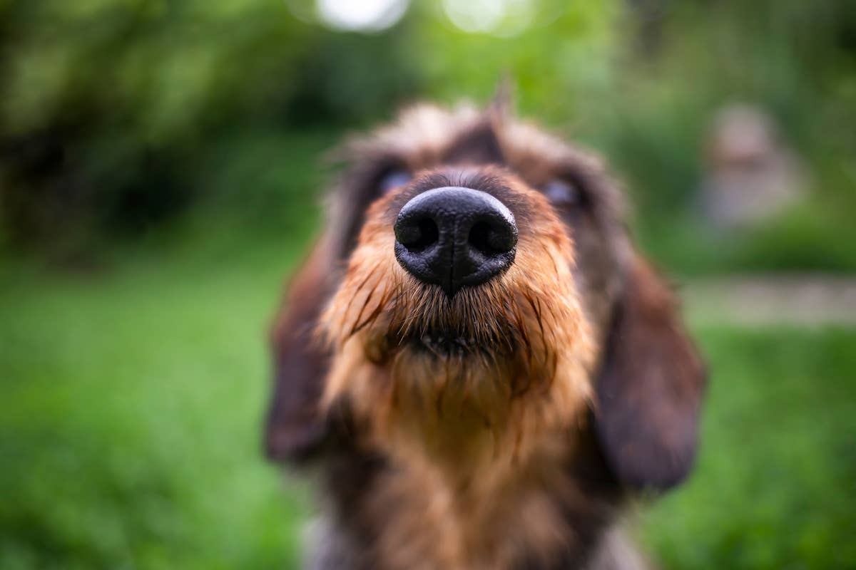 Rare 'Teddy Bear’ Dachshund With Cool 'Reese Cup' Pattern Is an ...