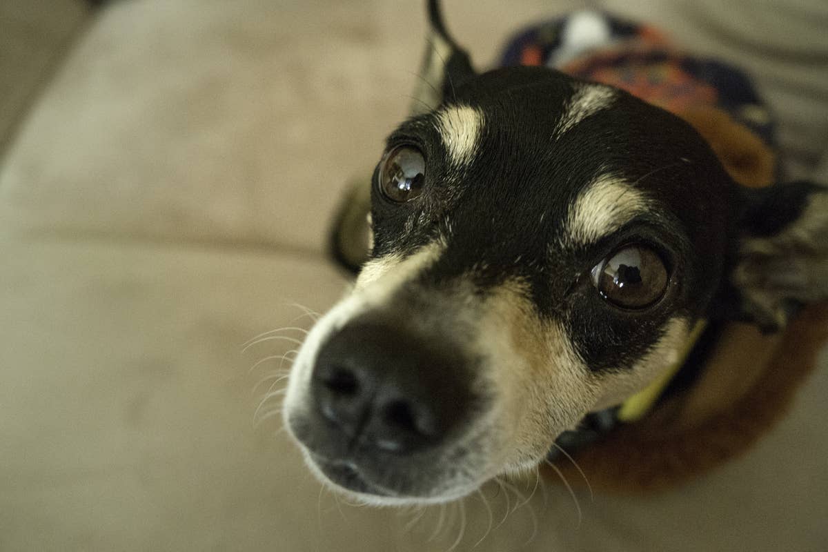 Rare ‘Chipin’ Breed Refuses to Perform and Brother Steals the Show ...