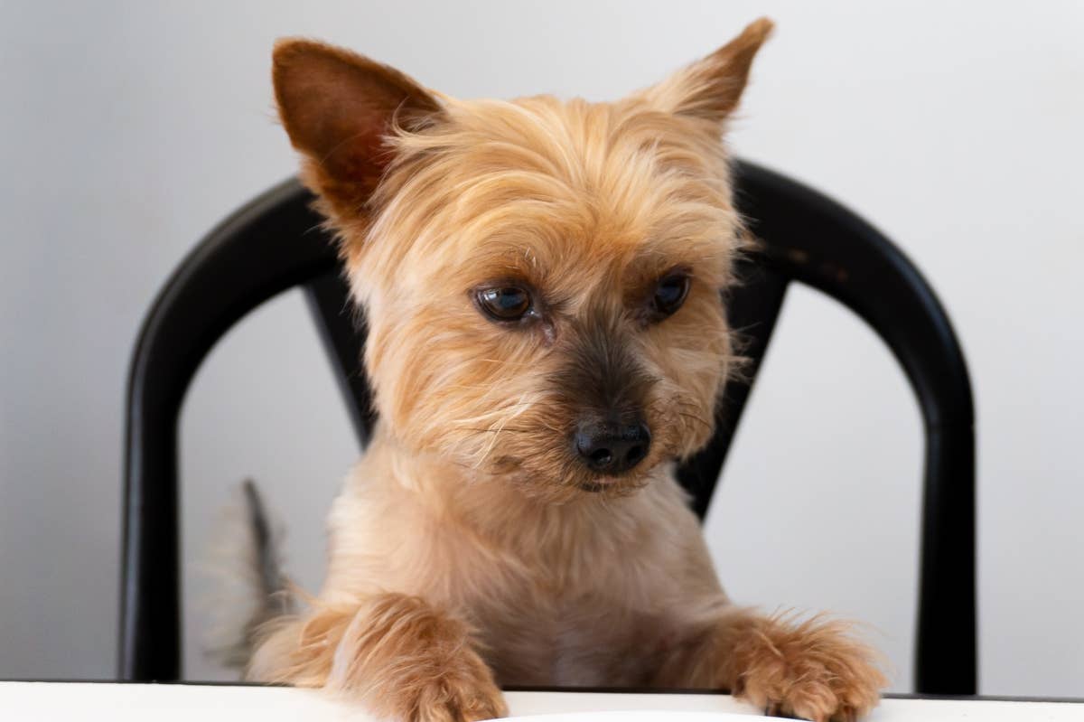 Yorkie Eating Corn on the Cob Like a Little Human Is Cracking People Up ...