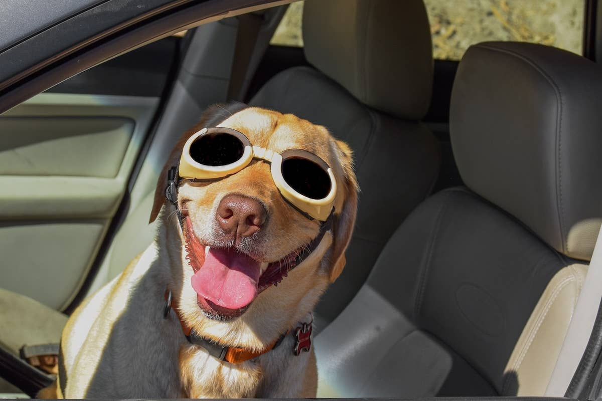 Yellow Labrador’s Lip-Flapping Roadtrip Face Has the World in Stitches ...