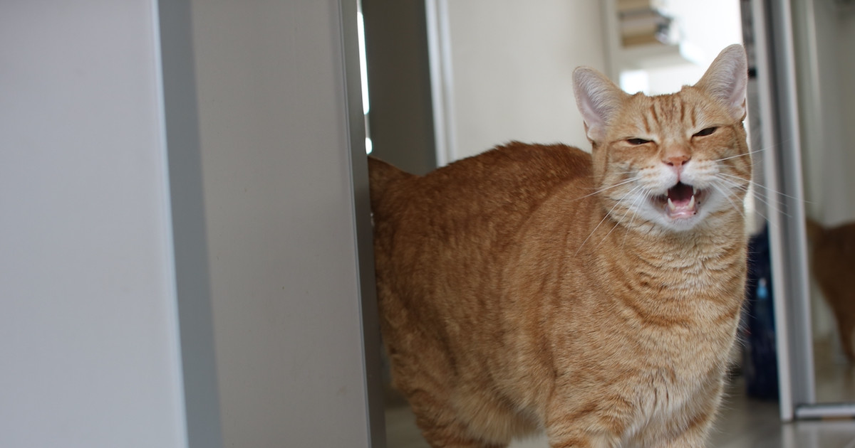 Spicy Orange Cat Goes Full WWE on Dish Towel with Another Cat Pictured ...