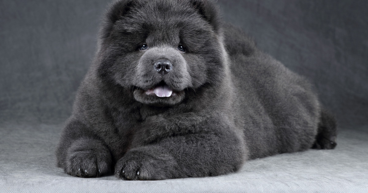 Fluffy Chow Chow Puppy is the Most Ticklish Teddy Bear We've Ever Seen ...
