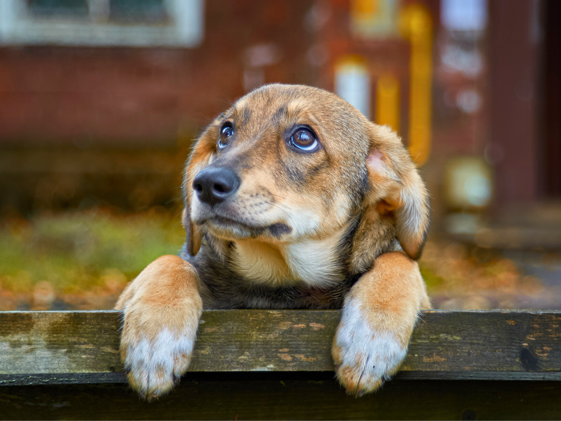 Why Do Dogs' Eyes Look So Sad? The Evolutionary Reason - Parade Pets