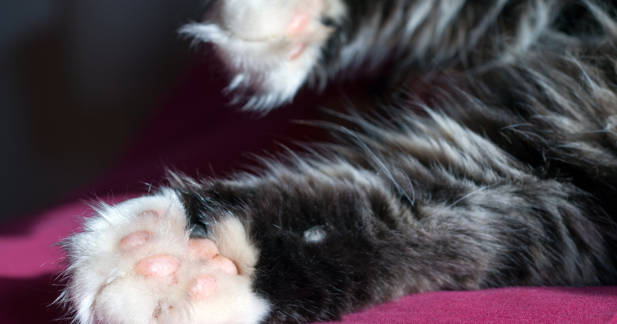 Munchkin Ragdoll with Rarest ‘Oreo’ Coat Delights with Matching ‘Milk ...