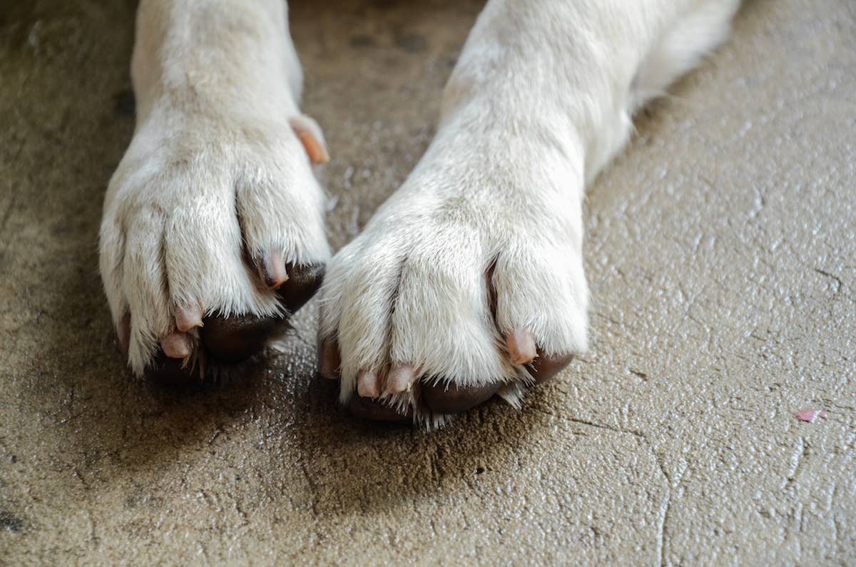 This Cute, Rare Dog Breed Could Go Extinct by 2050 - Parade Pets