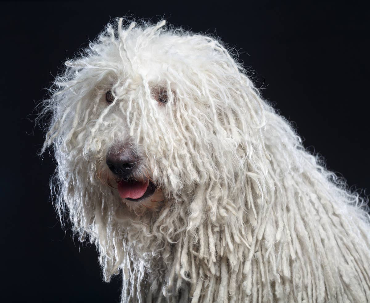 Gorgeous Poodle Spots Stunningly Rare Komondor Mop Dog and It's Love at ...