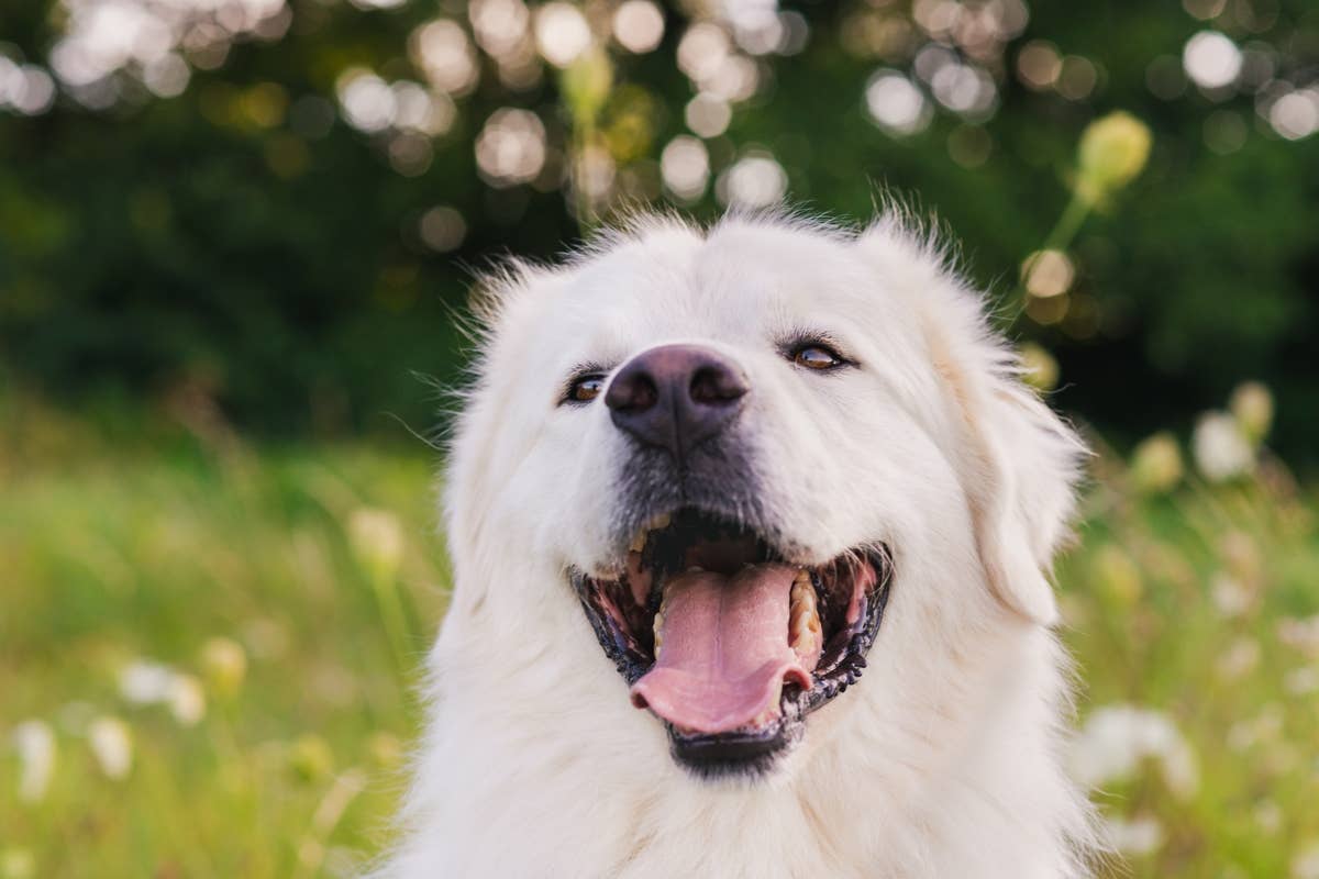 Great Pyrenees Livestock Guardian Dog Totally Nails Tiny Goat ...