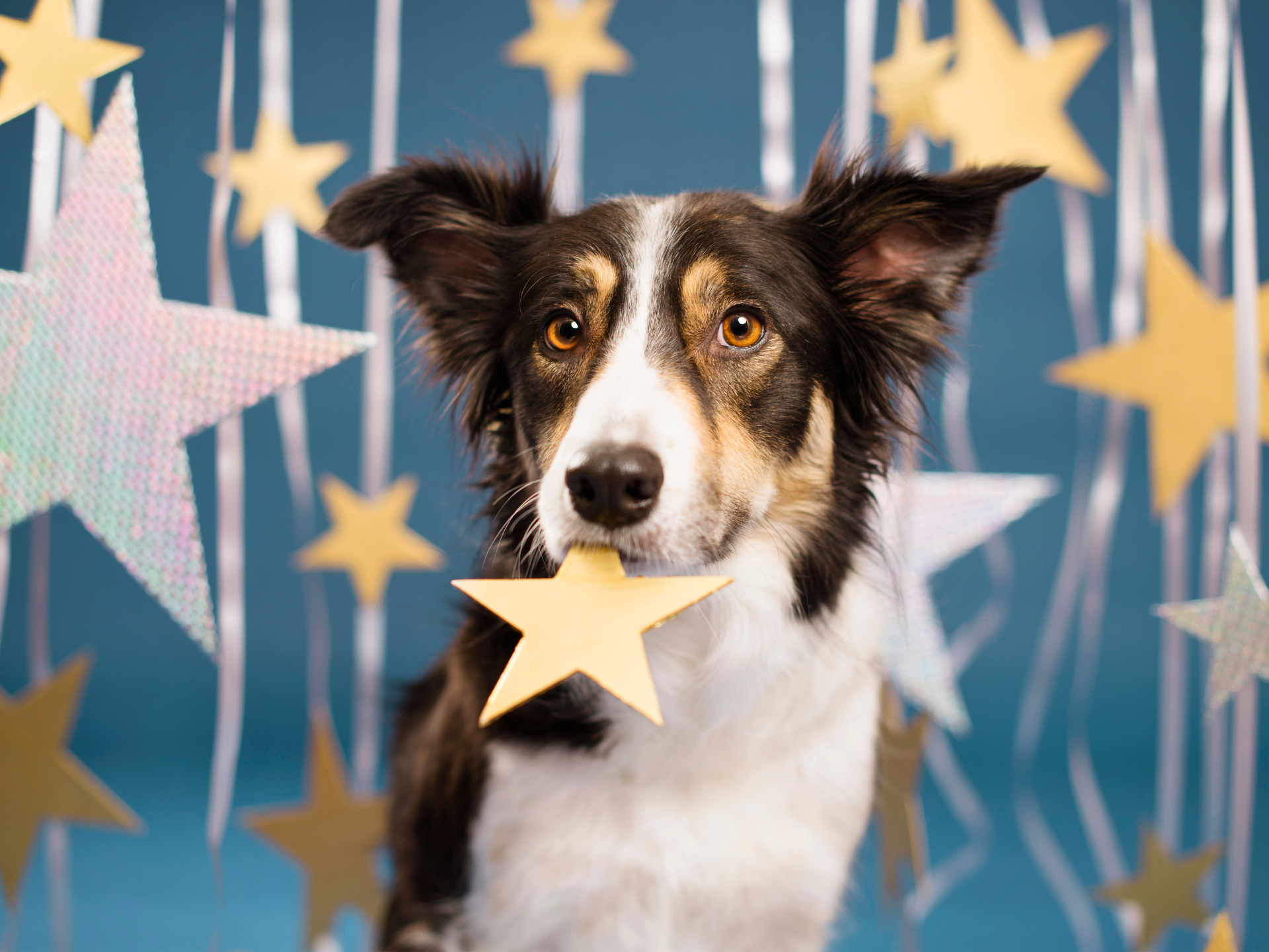 The Best Dog Breed for Your Zodiac Sign - Parade Pets