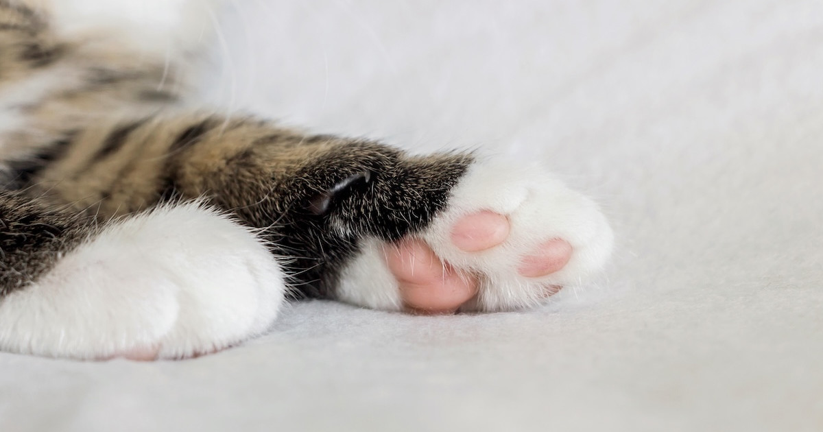 Stunning ‘Split-Faced’ Calico Cat Doing Arts and Crafts With Mom Is ...