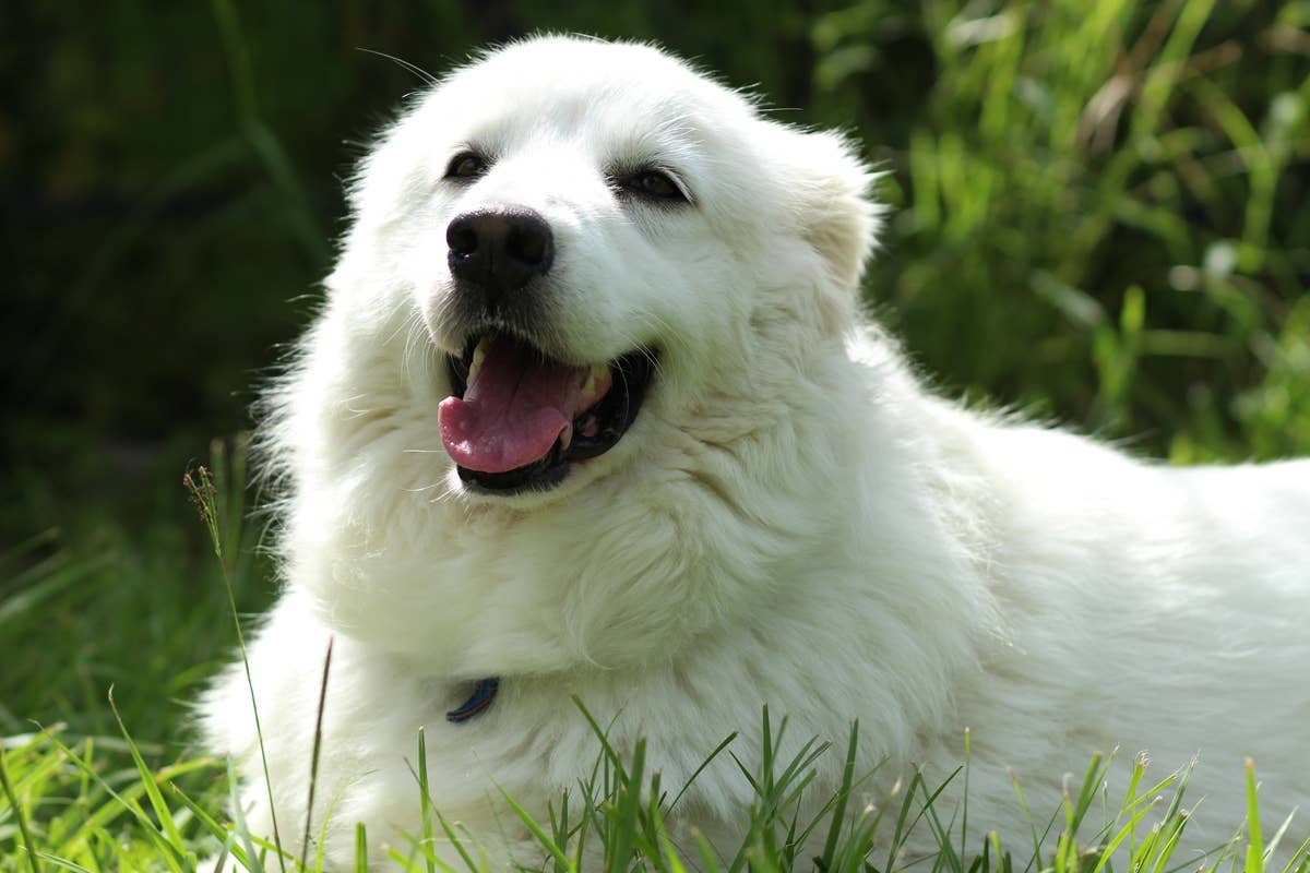 Rescued Senior Great Pyrenees' Sweet Retirement Story Is Touching ...