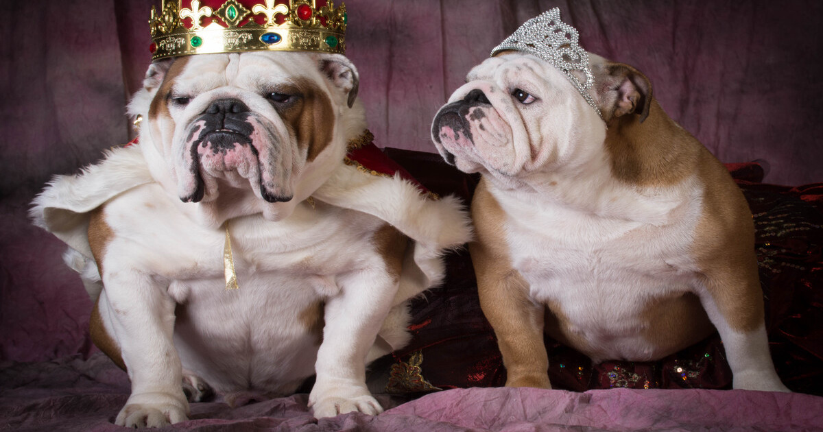 Story of Bulldogs Falling in Love at Doggy Day Care and Winding up ...