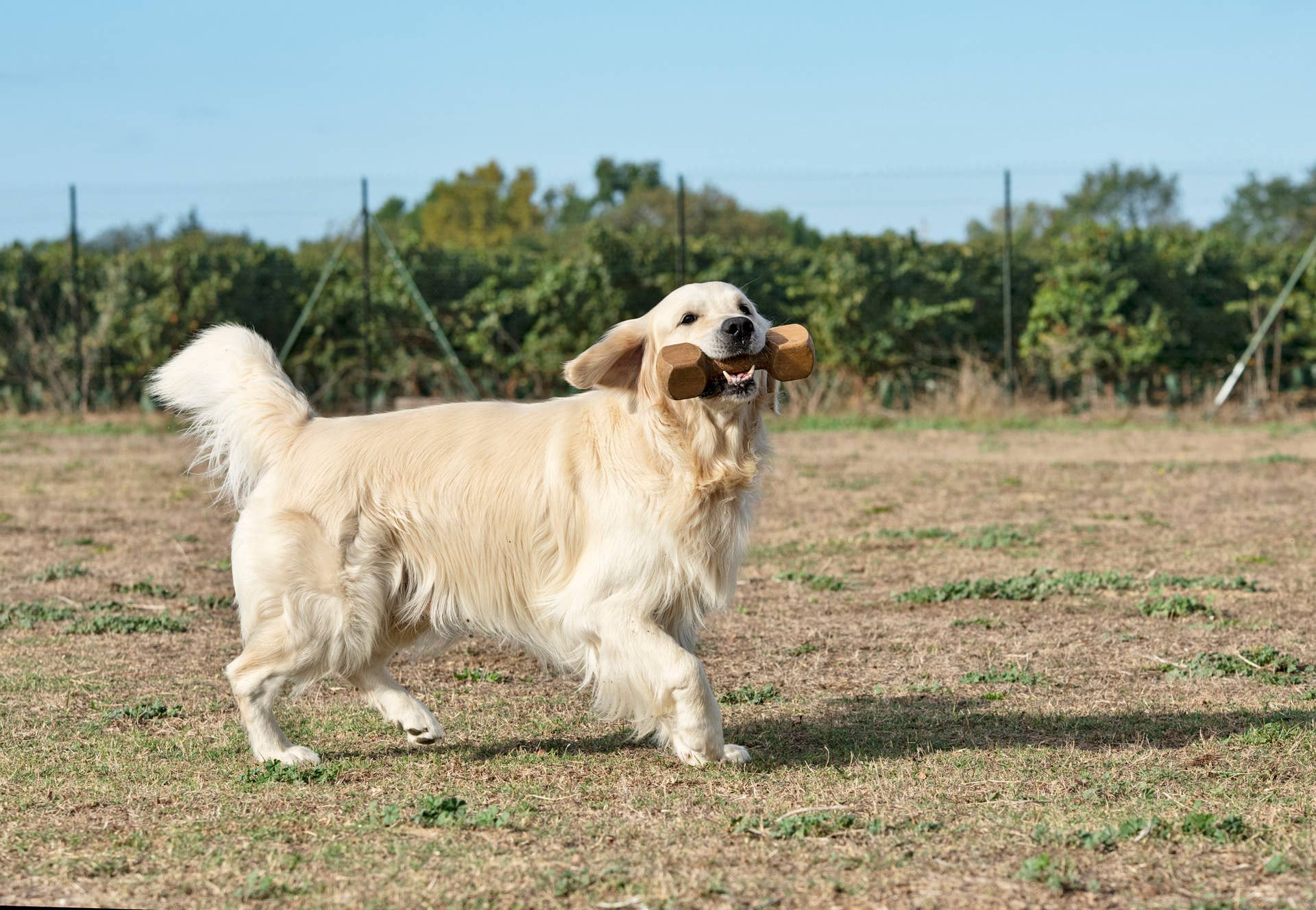 The Best Golden Retriever Exercise to Extend Life - Parade Pets