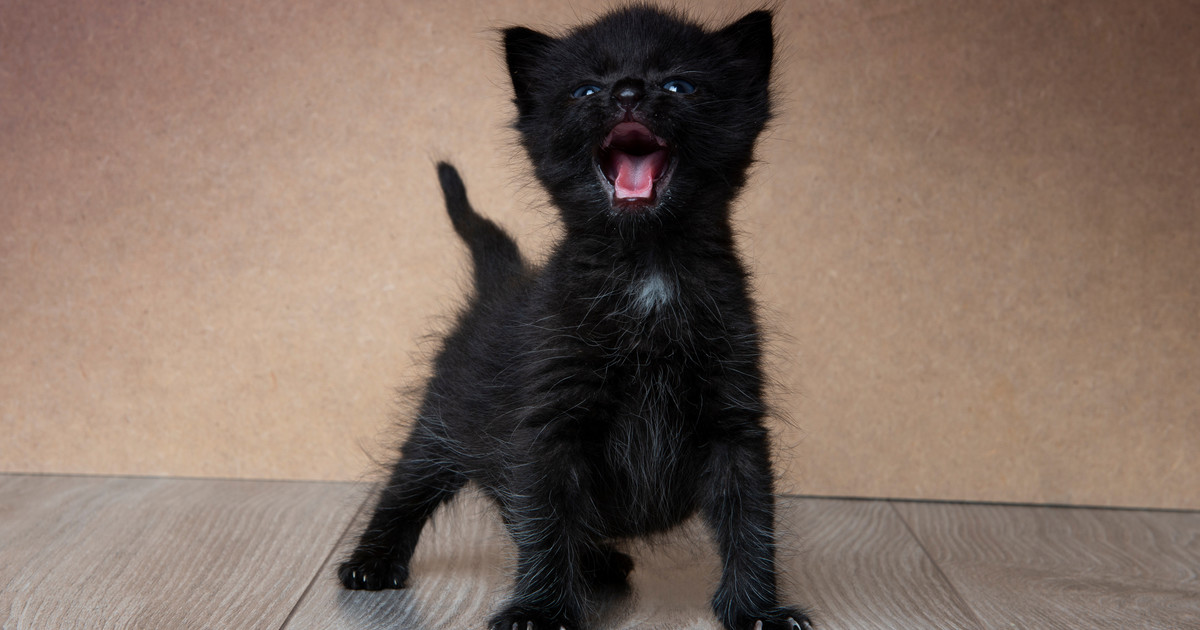 Cat Mom Finds Tiny Black Kitten Cozily Snoozing in a Potato Chip Bag ...