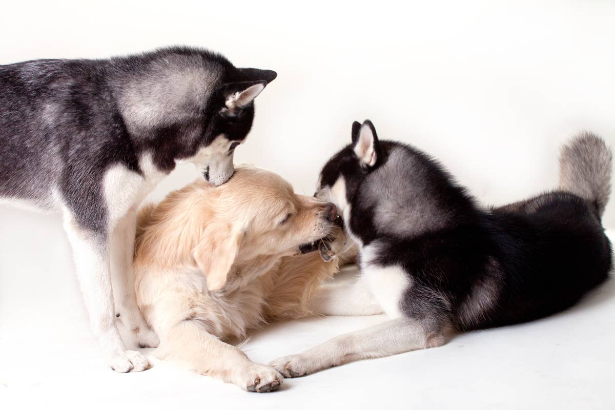 Golden Retriever Puppy and Husky Siblings Overflow With Joy With Dad’s ...