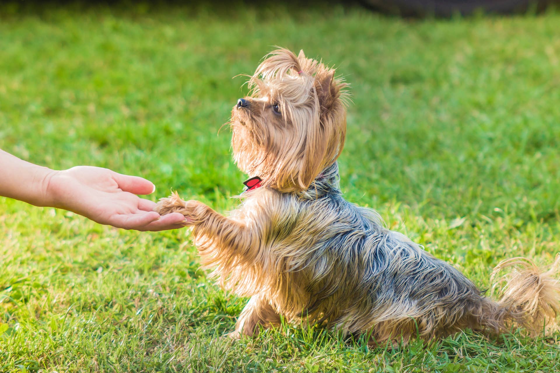 7 Best Companion Dog Breeds, According to Experts - Parade Pets