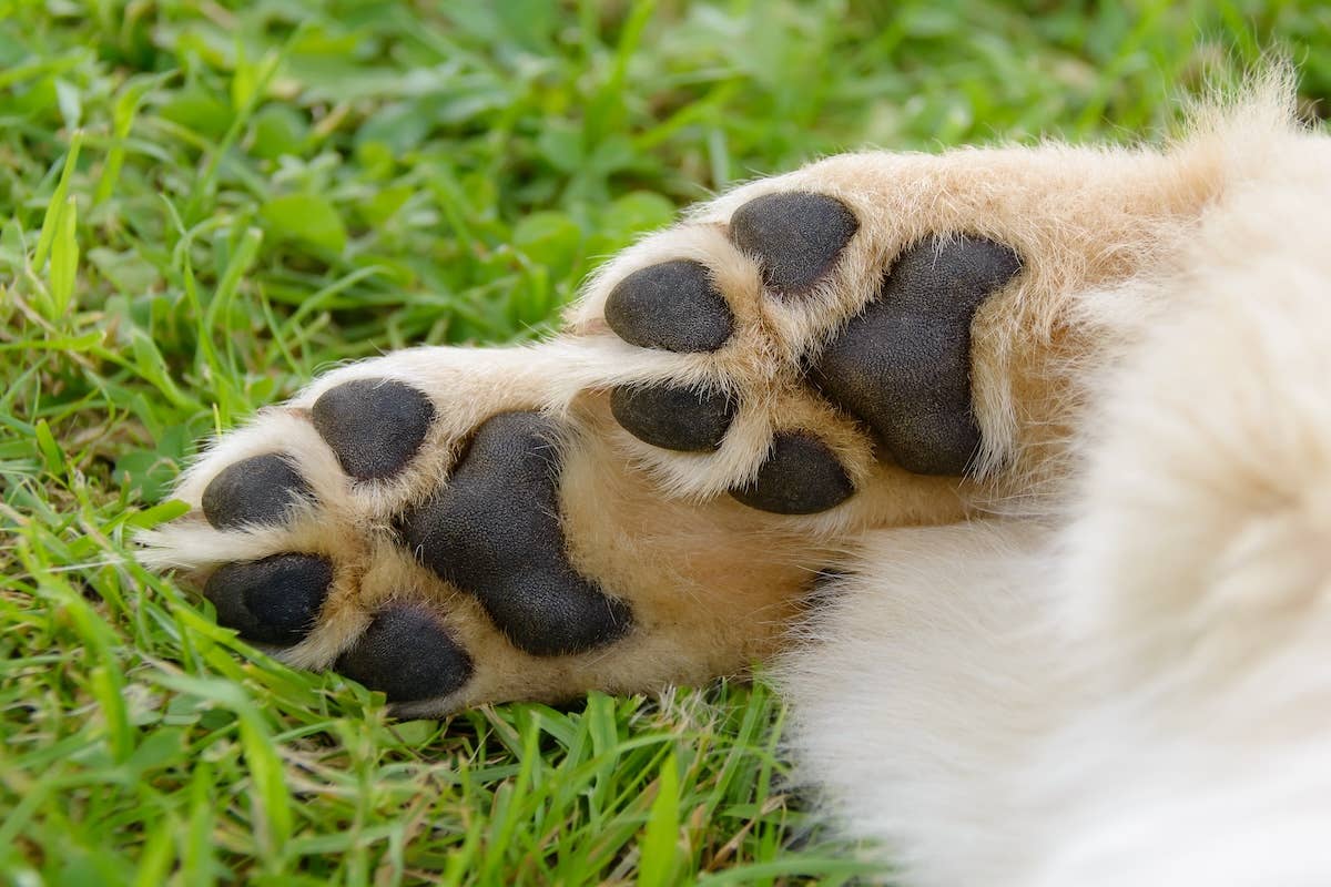 Golden Retriever's Happy Paw Tapping Is the Joy We Need Right Now ...