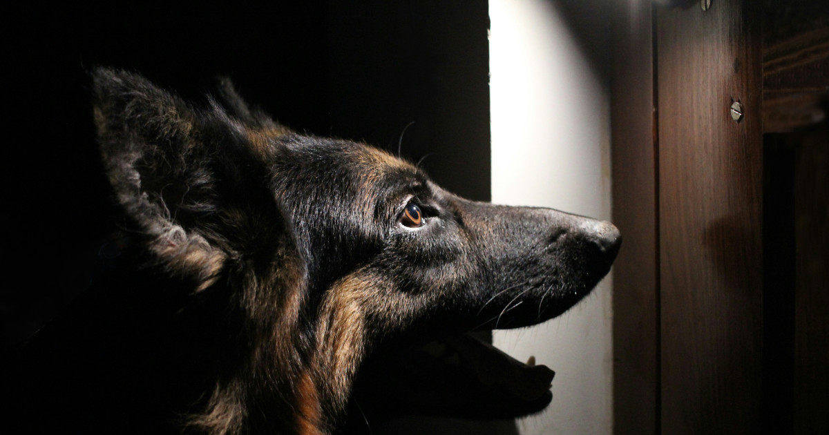 Why You Should Say Goodbye to Your Dog at the Door - Parade Pets