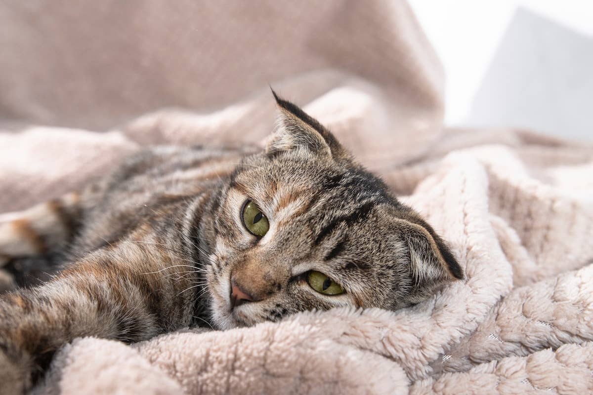 Devastated Cat Who Gave Birth to Stillborn Kitten Gets Most Magical ...
