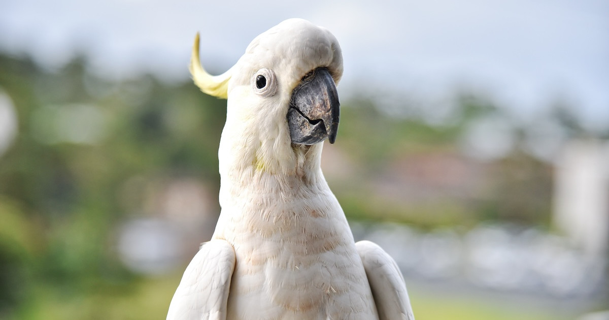 Cockatoo Gives Mom the Stink Eye Before Dropping F-Bomb and We Can't ...