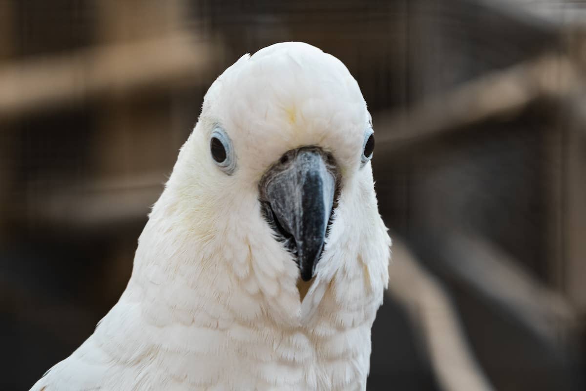 Cockatoo Proves He's 'Peopled Out' in the Sweetest Possible Way ...