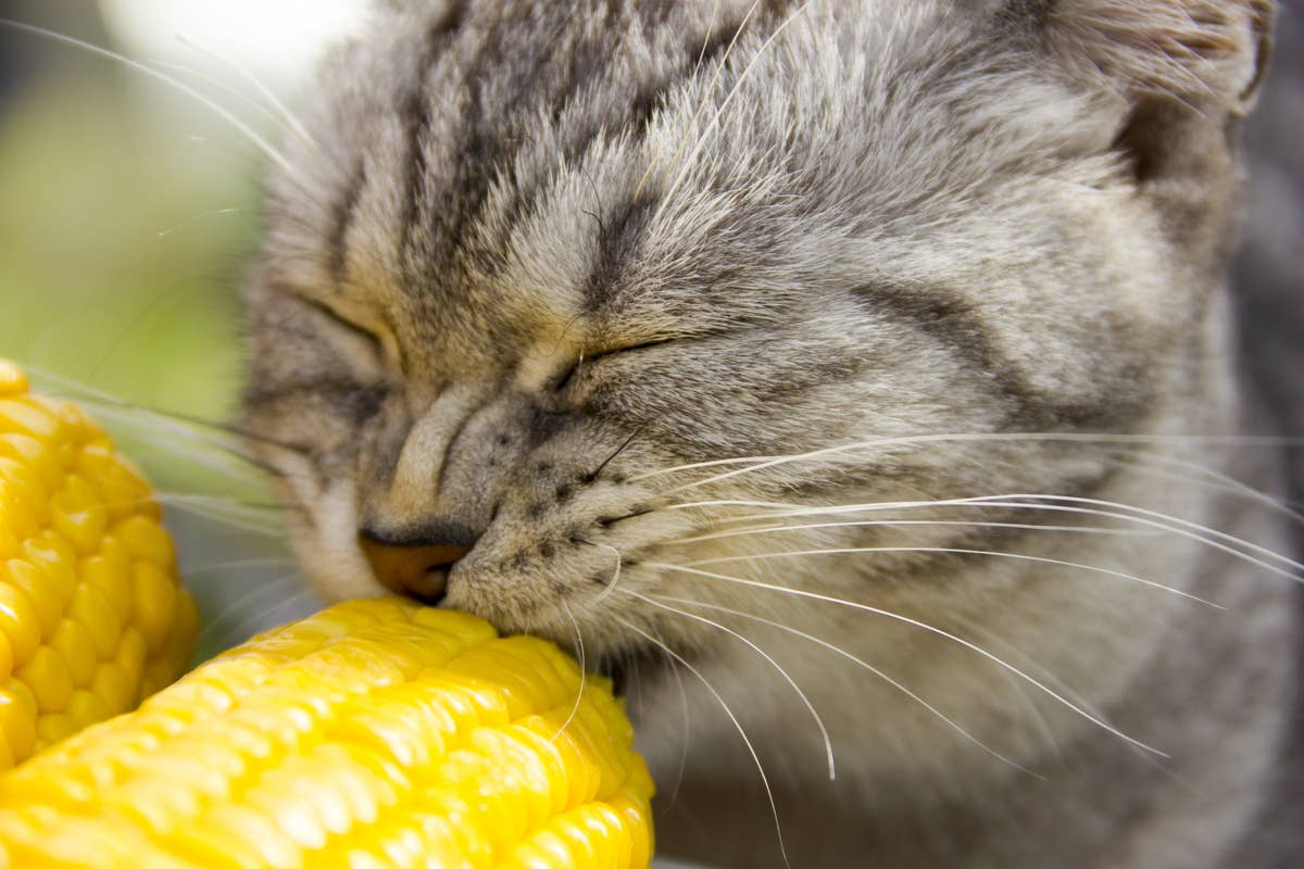 Tiny Kitten Ready To Throw Paws Over First Corn on Cob Is Definition of ...
