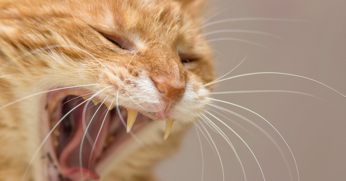 Orange Cat Singing Along to AC/DC Is a Whole Rock Star Vibe - Parade Pets