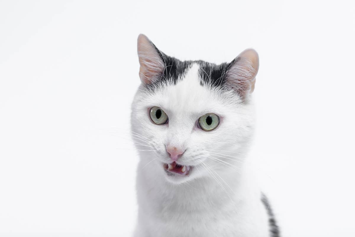 Cat ‘Appalled’ by Mom Gives Award-Worthy Reaction in Funny Clip ...
