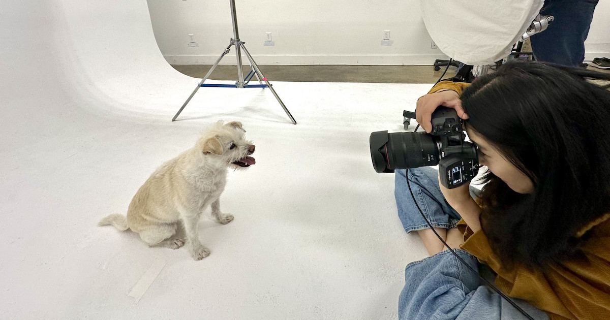 Pet Photographer Grace Chon Reveals What Dogs Are Trying to Tell Us - Parade Pets