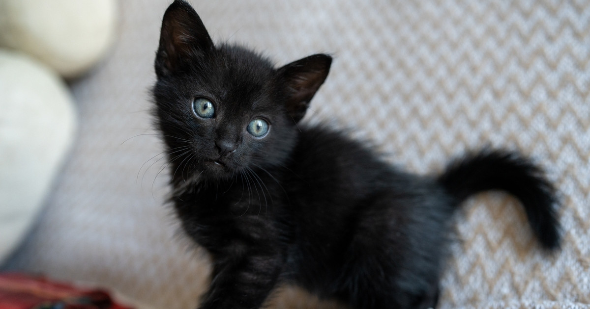 Tiny Black Kitten’s ‘Corn-Sized’ Growth Spurt Shows off Adorably Long ...