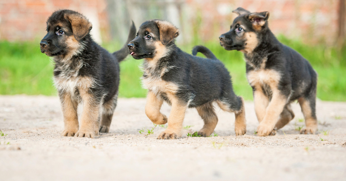 New Puppy at Home? Turn To GenAlpha Slang For Too Cute Names - Parade Pets