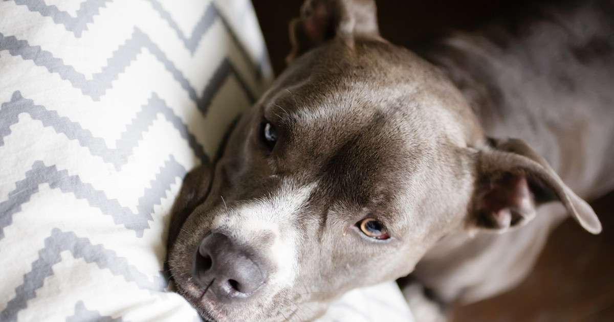 Moment Scared Foster Pit Bull Finally Has Courage to Leave Her Crate Is ...
