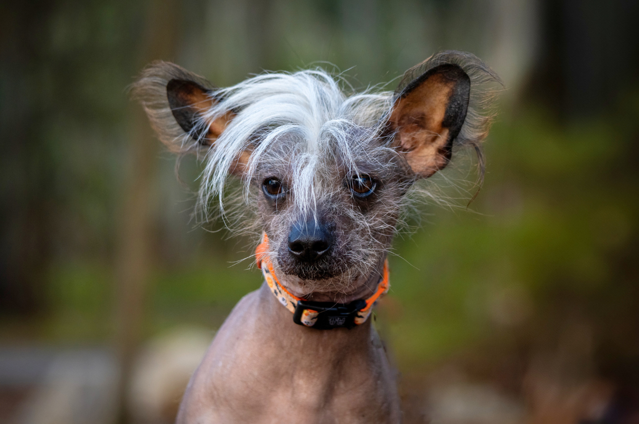 5 Hairless Dog Breeds That Are Fabulously Fur-Free - Parade Pets