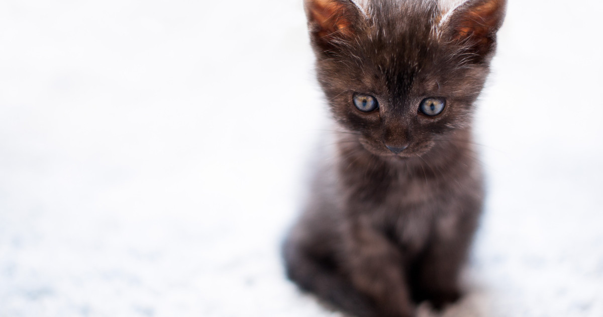 Irresistible Tiny Black Kitten Happily Smiling With ‘Megaphone Mouth ...