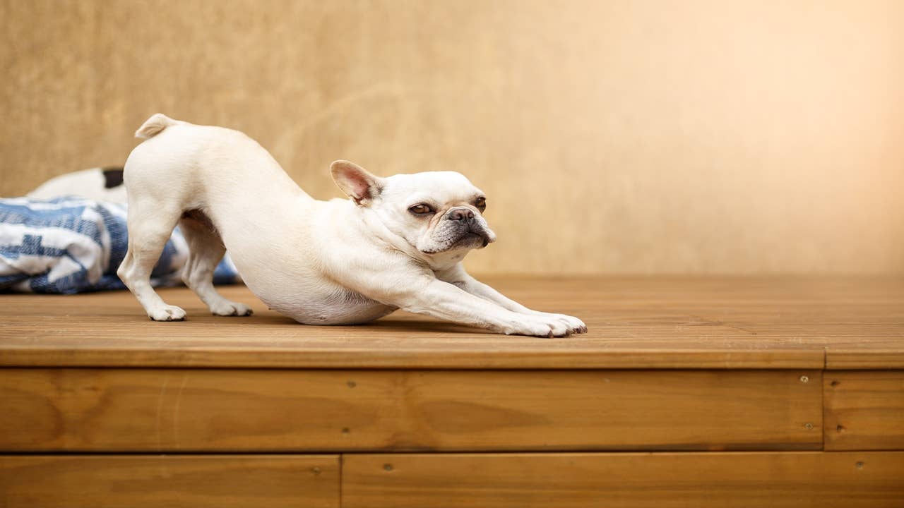 Why Do Dogs Stretch In the Morning? Experts Explain - Parade Pets
