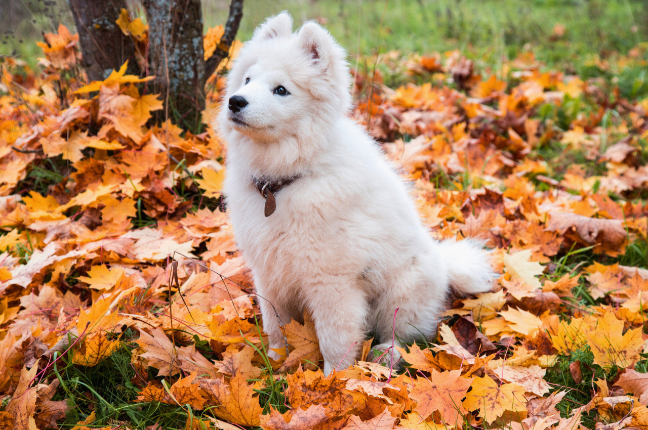 6 Cold-Weather Dog Breeds Made for Chilly Falls & Winters - Parade Pets
