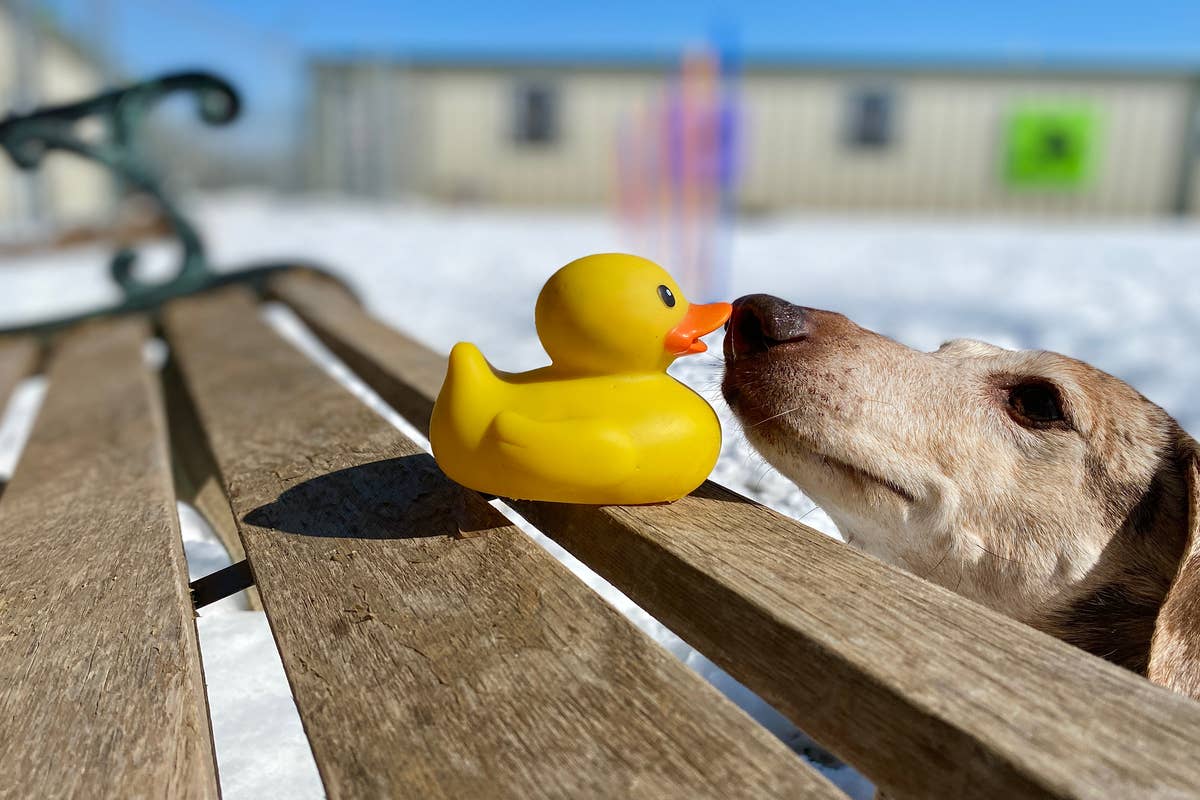 Ducks Choose Dachshund as Their 'Supreme Leader' and It's Nothing Short ...