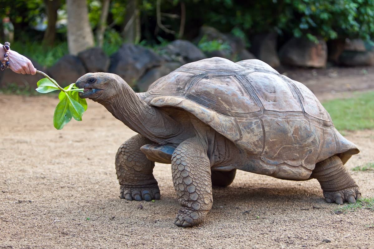 Huge Silly Tortoise Grabbing Mangoes Off the Tree Is Totally Living His ...