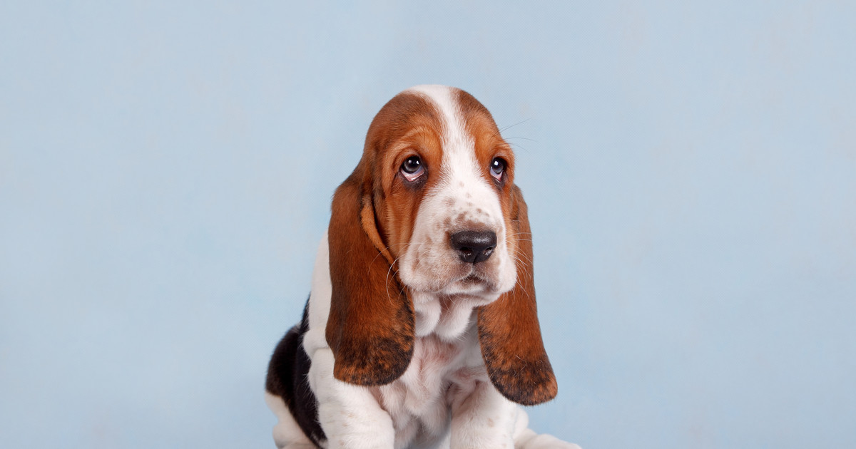 Basset Hound Puppy's Attempt To Conquer the Stairs Is Pure Cuteness ...