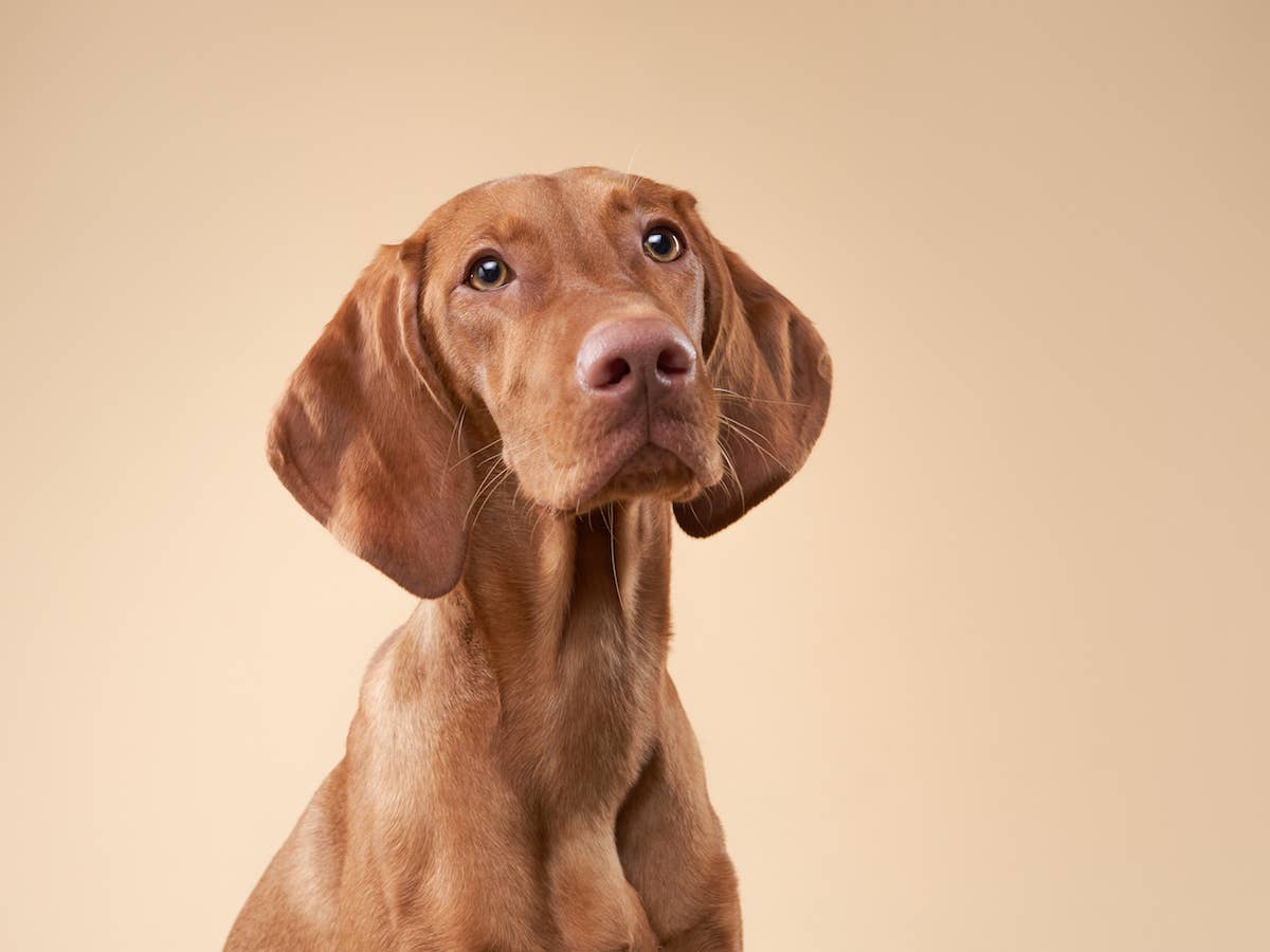 Senior Vizsla Dog Sweetly Loving on Her Daughter Will Make You Wanna ...