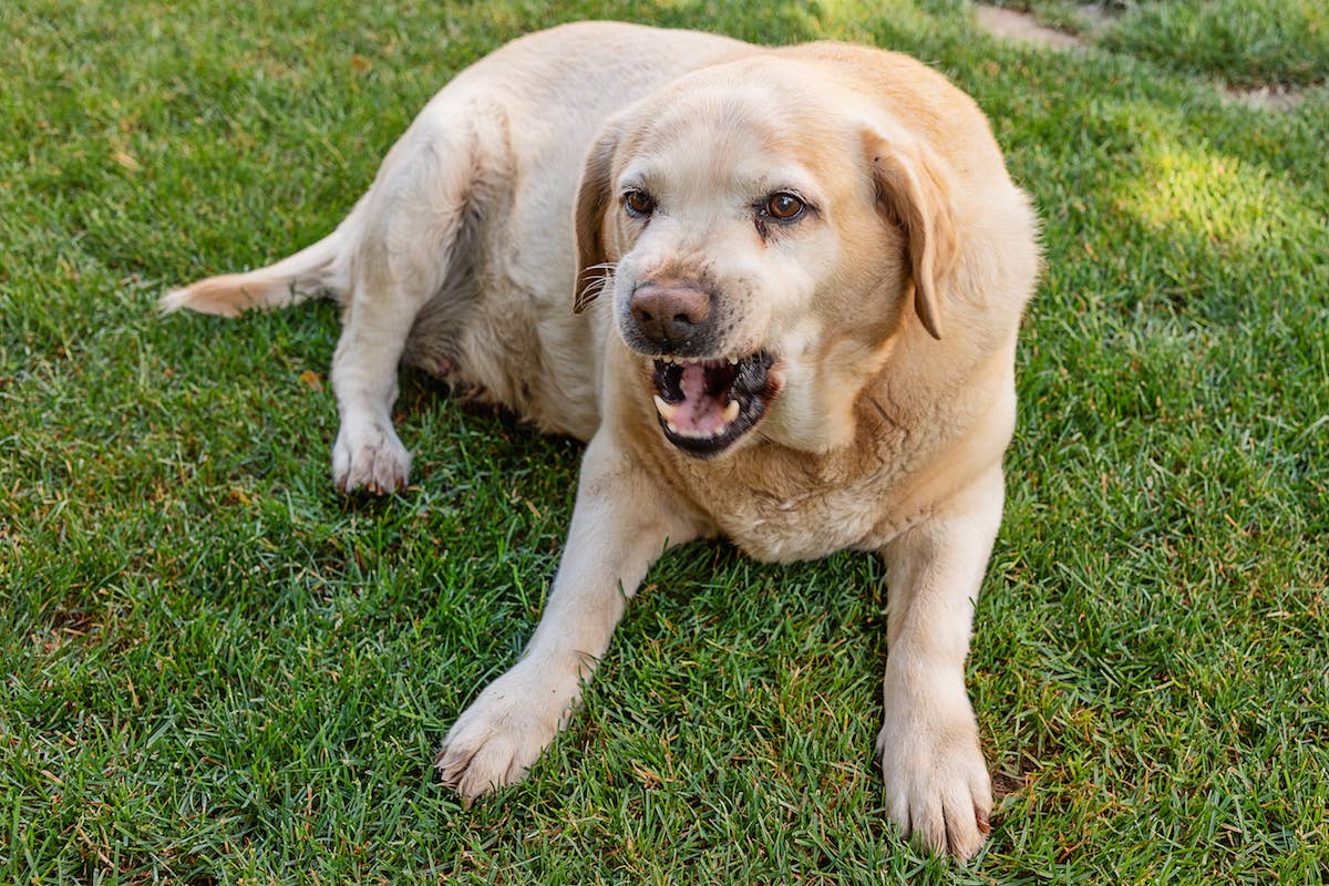 Snarling Dog vs. Overly Affectionate Lab Is the Most Relatable Couple ...