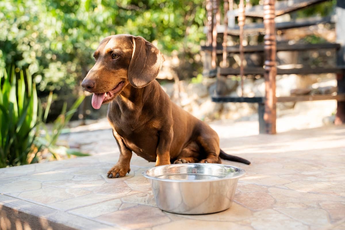 Mini Dachshund Turns a Water Bowl Into the Cutest Refreshing Bath ...