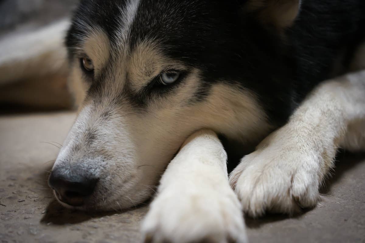 Husky’s Heartfelt Reaction to Family’s Move Has People in Tears ...