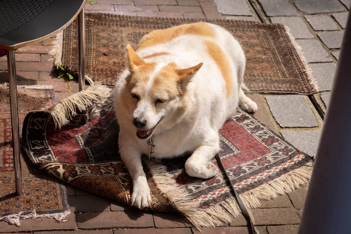 'Dangerously Obese' Rescue Dog Gets Love and Support for Long Road to ...