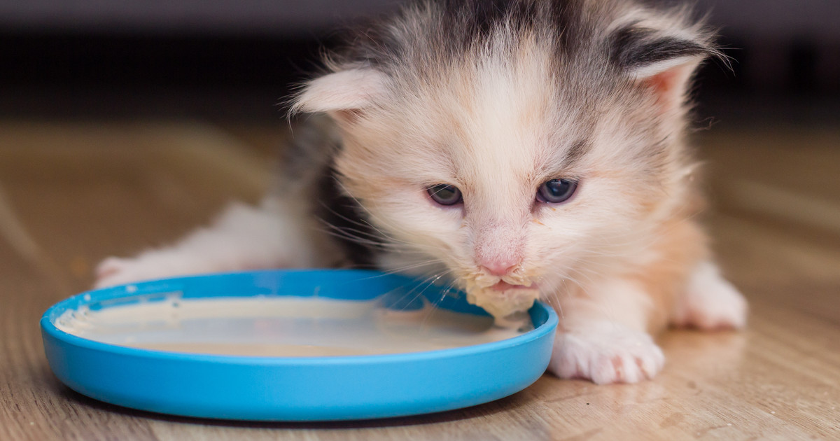 Snow White Maine Coon Kitten Transforms Into Colonel Sanders After Trying Milk for First Time ...