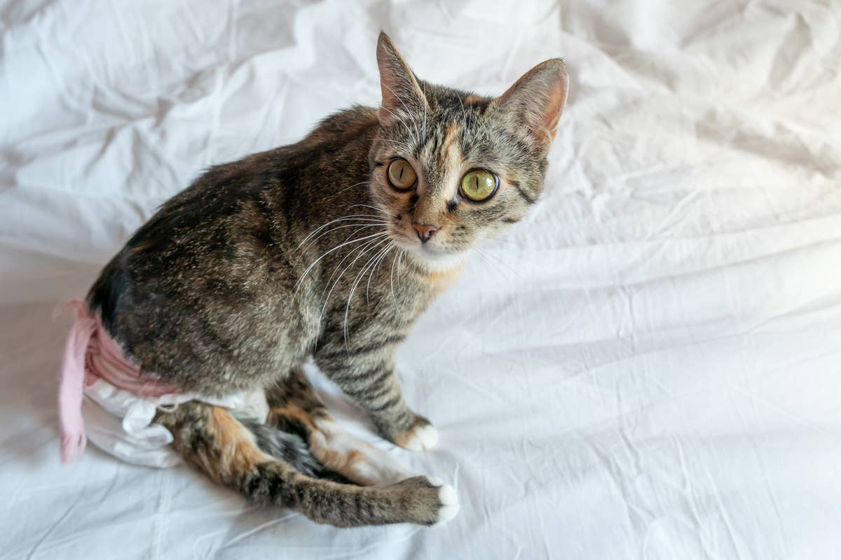 Sweet Disabled Cat Greets Mom and Asks for Pets Like Polite Little Lady ...